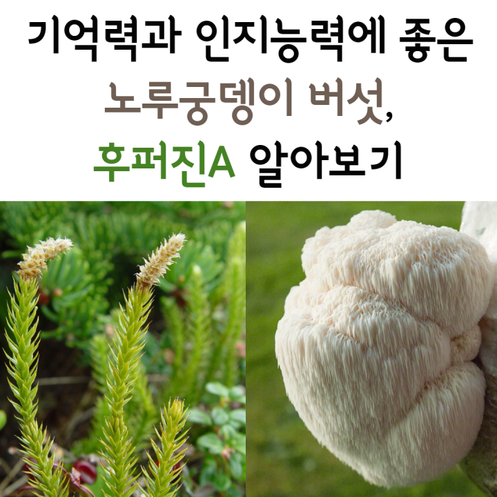 기억력과 인지능력에 좋은 노루궁뎅이 버섯 후퍼진a 알아보기 Sok Sok